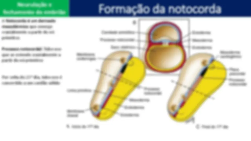 Desenvolvimento do Sistema Nervoso Central: Neurulação, Padronização e ...