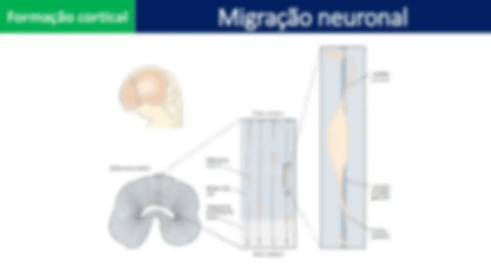 Desenvolvimento do Sistema Nervoso Central: Neurulação, Padronização e ...