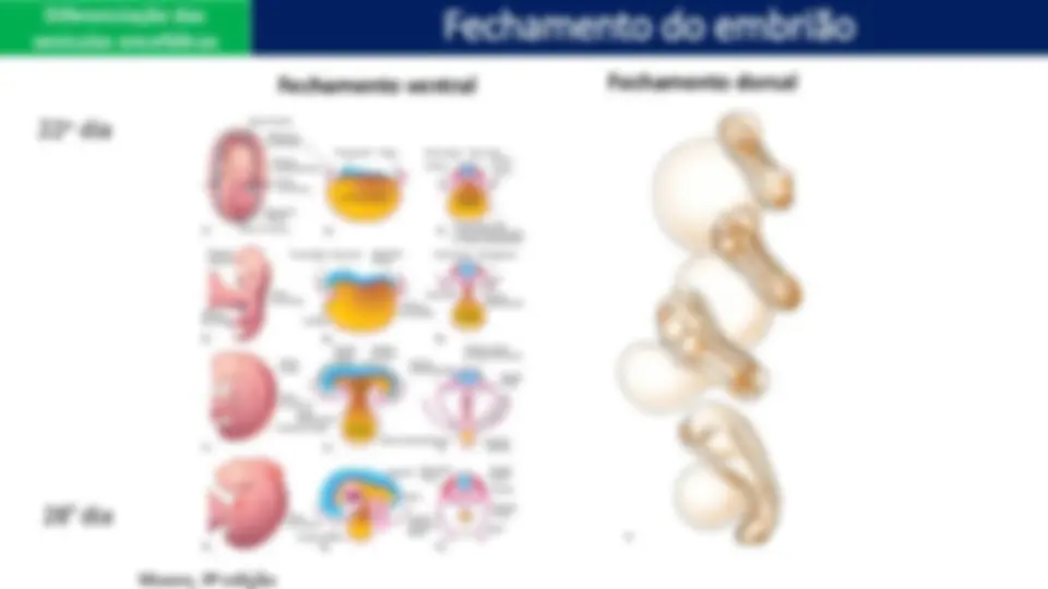 Desenvolvimento do Sistema Nervoso Central: Neurulação, Padronização e ...