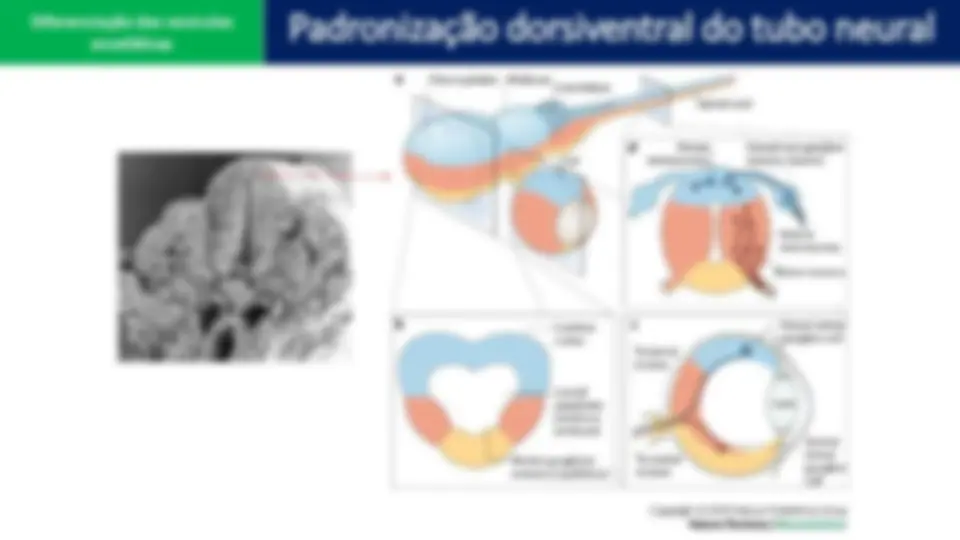 Desenvolvimento do Sistema Nervoso Central: Neurulação, Padronização e ...