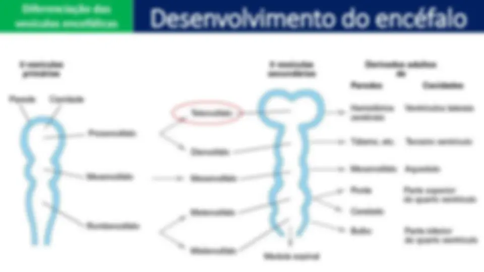 Desenvolvimento do Sistema Nervoso Central: Neurulação, Padronização e ...