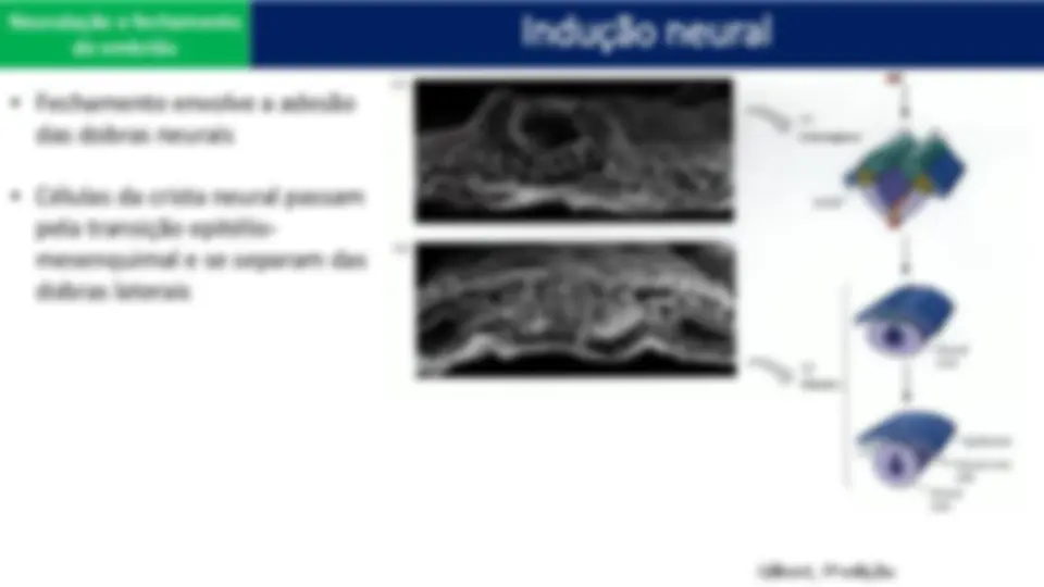 Desenvolvimento do Sistema Nervoso Central: Neurulação, Padronização e ...