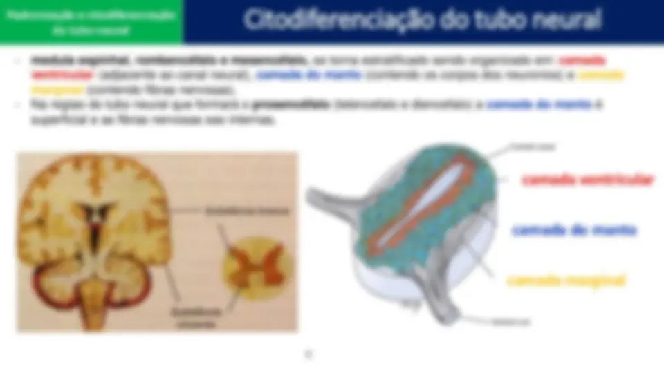 Desenvolvimento do Sistema Nervoso Central: Neurulação, Padronização e ...