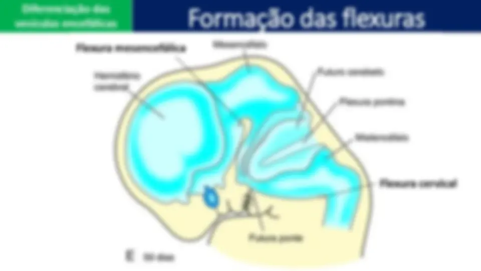Desenvolvimento do Sistema Nervoso Central: Neurulação, Padronização e ...