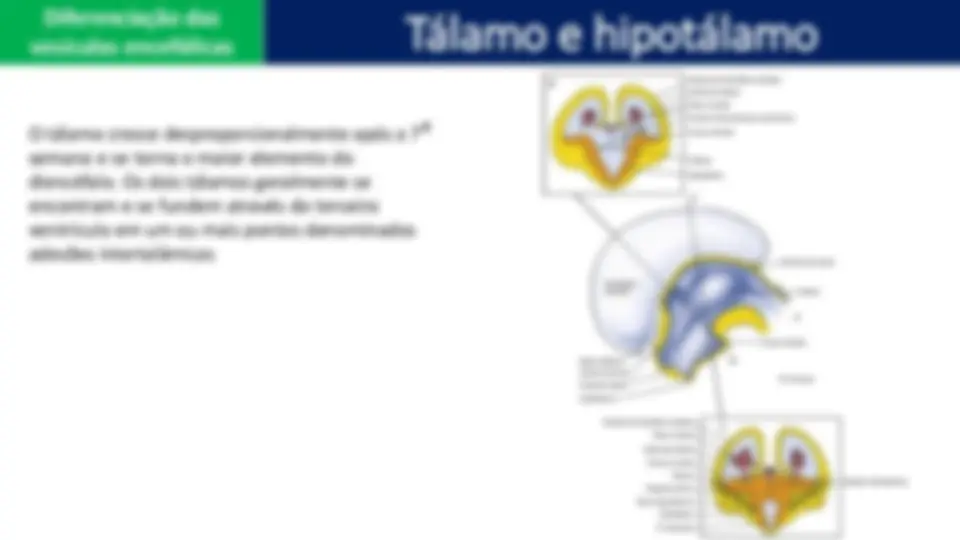 Desenvolvimento do Sistema Nervoso Central: Neurulação, Padronização e ...