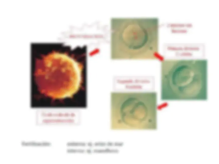 Fecundación y Desarrollo Embrionario: Un Resumen Completo | Diapositivas de Biología | Docsity