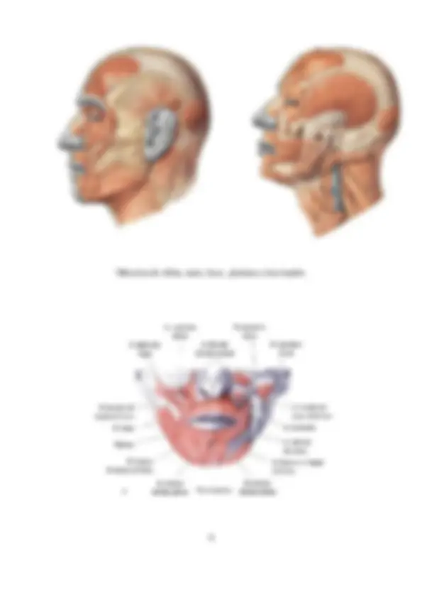 Músculos Faciales, características, funciones, inervación, irrigación ...