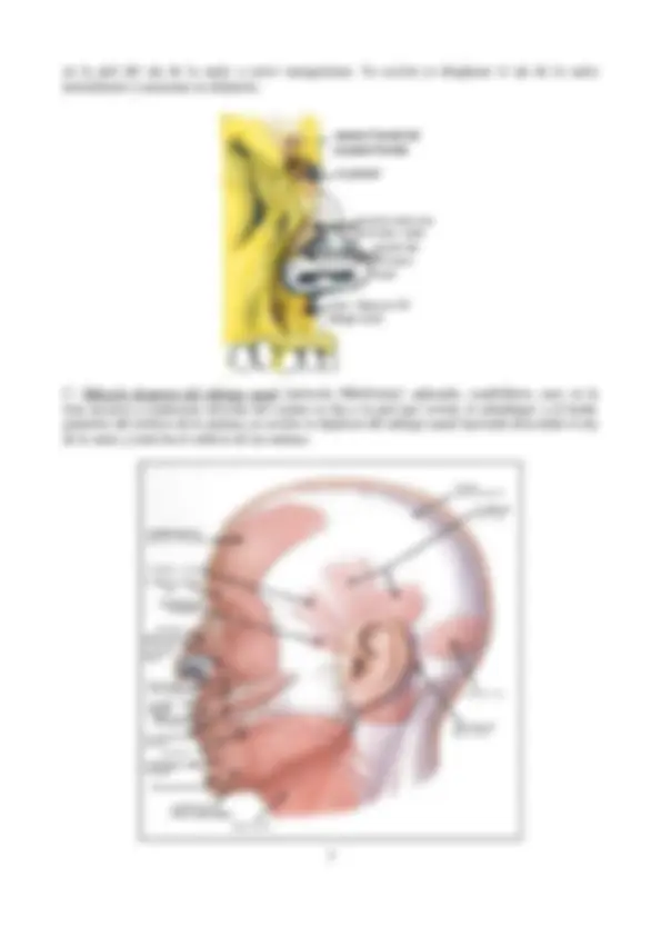 Músculos Faciales, características, funciones, inervación, irrigación ...
