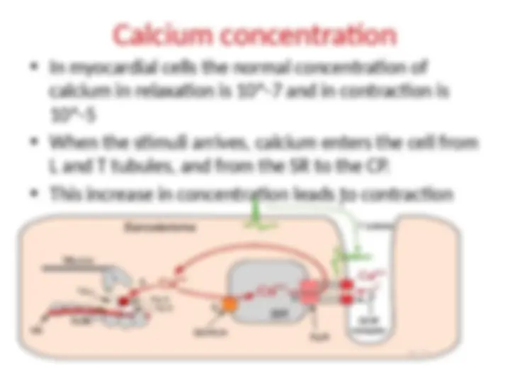 The Role and Regulation of Calcium in Cardiac Myocytes | Slides ...