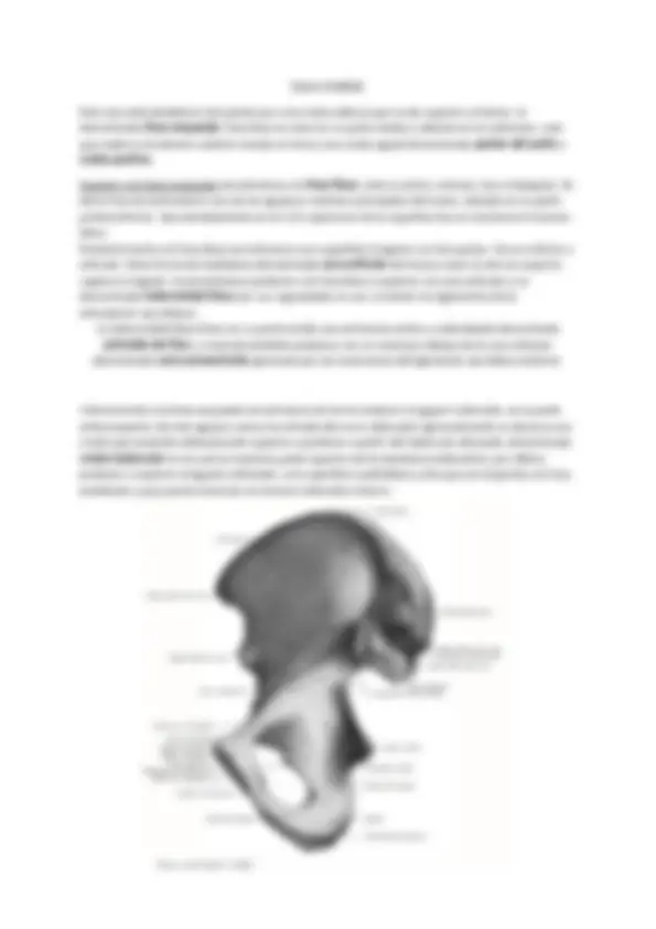 Hueso coxal (ilíaco) | Resúmenes de Anatomía | Docsity