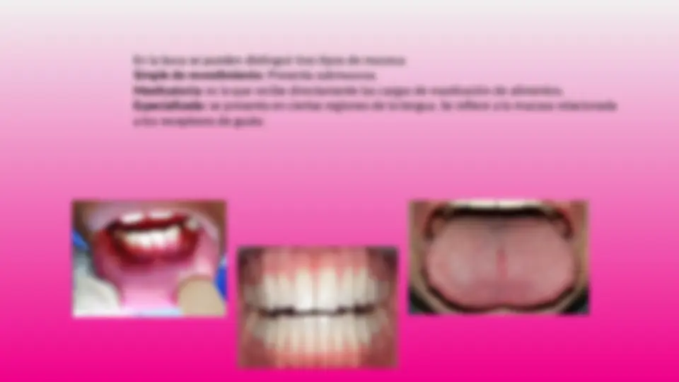 Anatomía del Sistema Digestivo: Boca, Dientes, Glándulas Salivales y ...