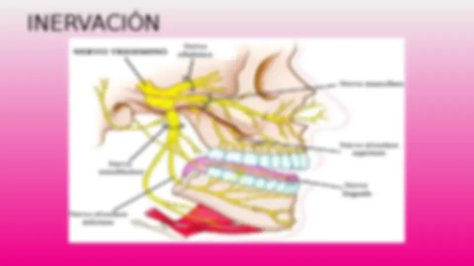 Anatomía del Sistema Digestivo: Boca, Dientes, Glándulas Salivales y ...