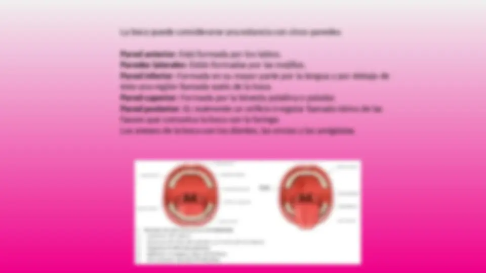 Anatomía del Sistema Digestivo: Boca, Dientes, Glándulas Salivales y ...