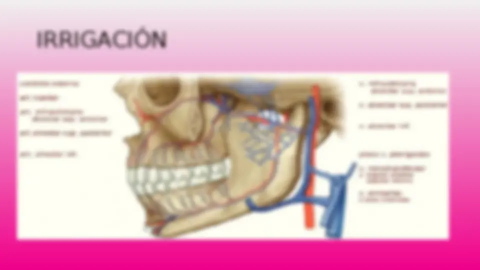 Anatomía del Sistema Digestivo: Boca, Dientes, Glándulas Salivales y ...