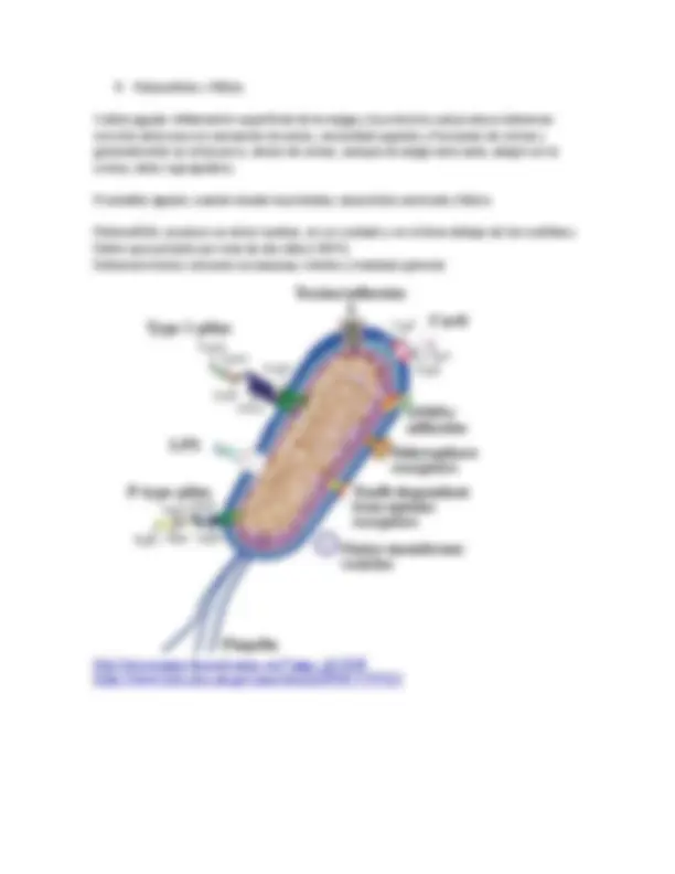 Factores de Virulencia en Bacterias: E. coli, P. mirabilis y K ...