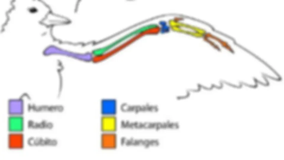 Anatomía de los miembros anteriores y posteriores de las aves | Diapositivas de Anatomía | Docsity