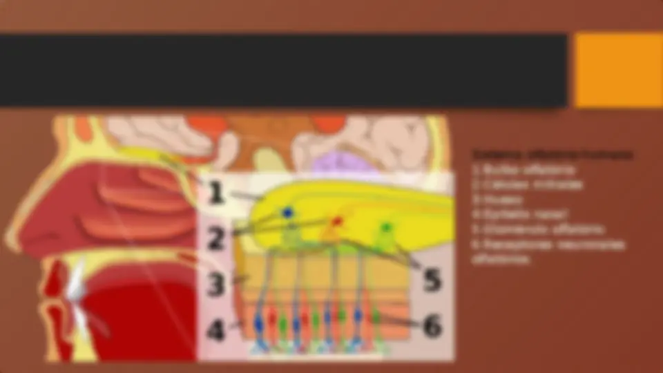 SENTIDO DEL OLFATO CARACTERISTICAS | Diapositivas de Anatomía | Docsity