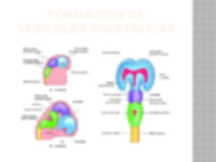 Desarrollo del Sistema Nervioso: Placa neural, neurulación, vesículas ...