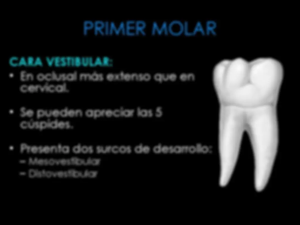 anatomía molares superiores e inferiores | Resúmenes de Anatomía Dental ...