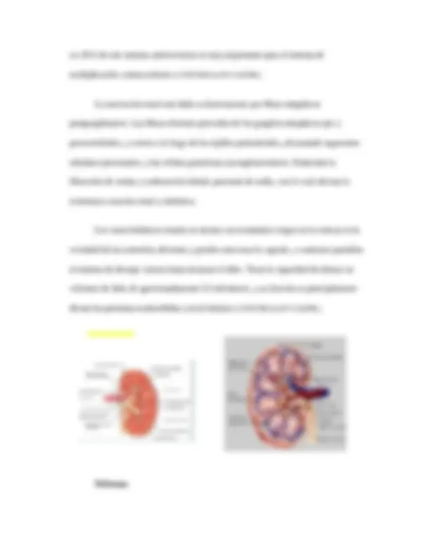 RIÑONES FISIOLOGIA Y ANATOMIA | Apuntes de Anatomía Dental | Docsity