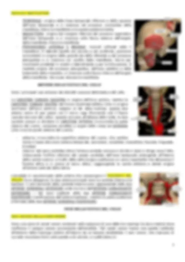 ANATOMIA - ossa e muscoli | Appunti di Anatomia | Docsity