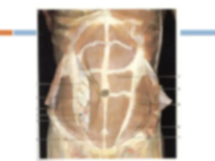 Anatomía del Abdomen: Regiones, Órganos y Límites | Diapositivas de ...