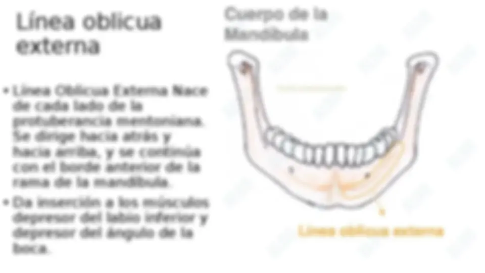 linea oblicua interna y externa | Diapositivas de Odontología | Docsity