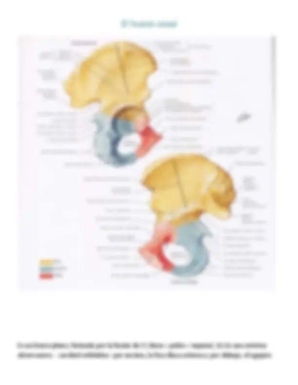 PELVIS Y MI. imagenes y descripcion de los accidentes óseos pertinentes ...