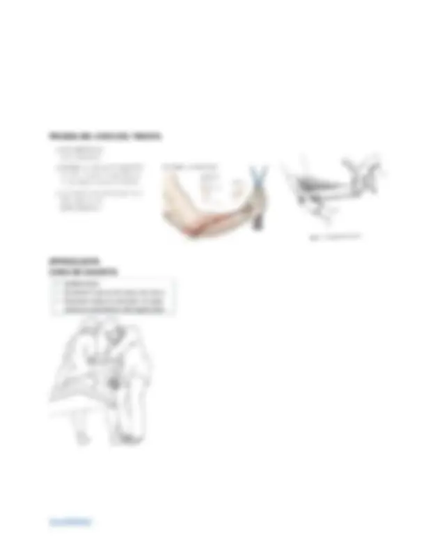 Codo Anatomía Y Biomecánica Resumen Apuntes De Anatomía Docsity