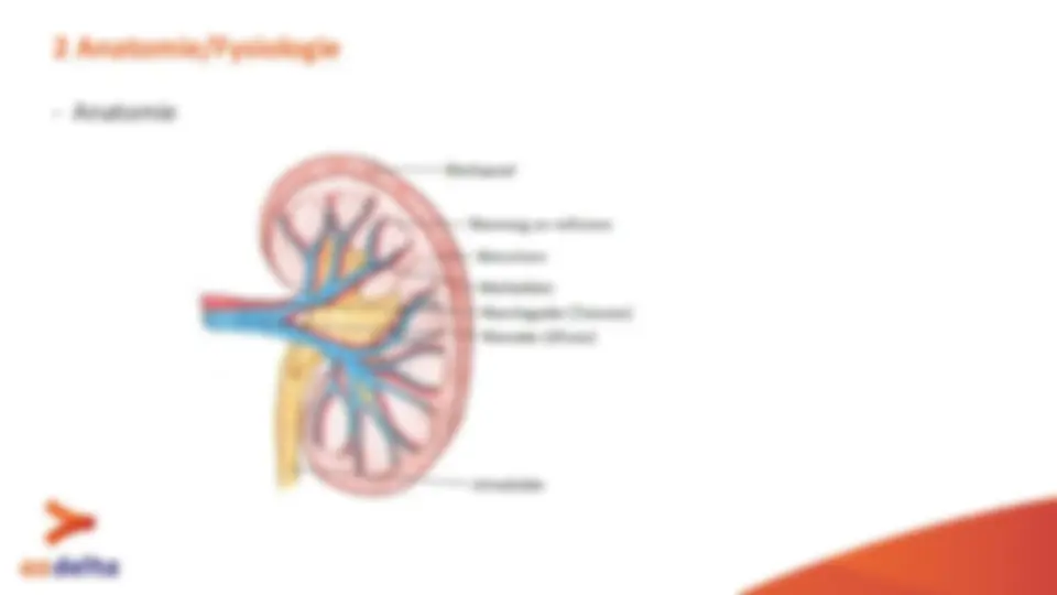 Nierablatie onder CT geleide punctie | Anatomie en fysiologie van de ...