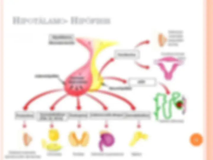 Hormonas: Clasificación y Funciones de Hormonas Endocrinas, Paracrinas ...