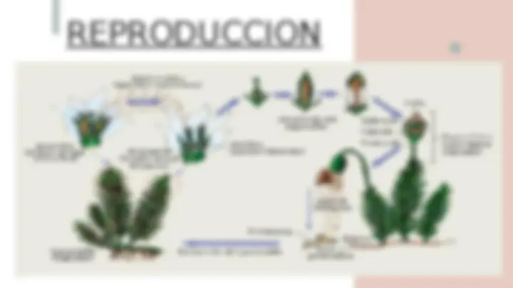 Características de los Licopodios: Descripción y Anatomía ...