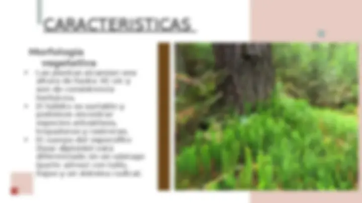 Características de los Licopodios: Descripción y Anatomía ...