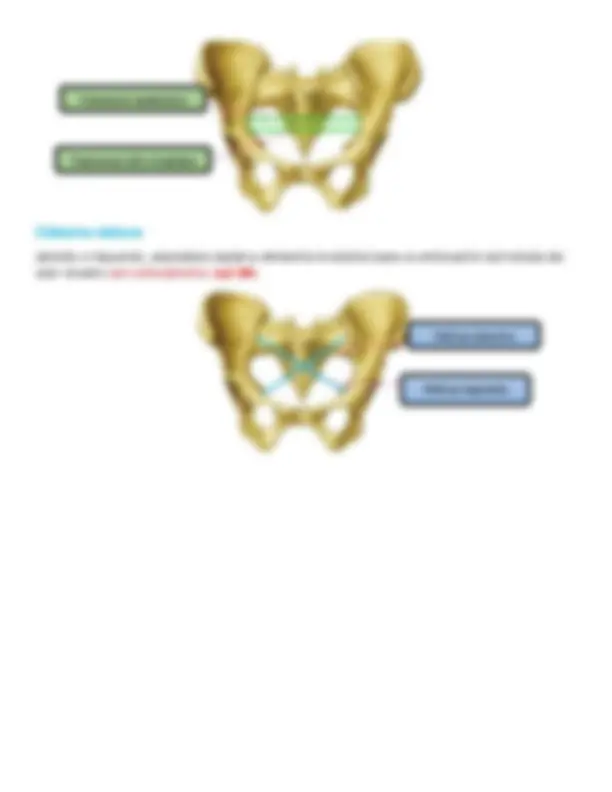 Anatomía de la pelvis y medidas | Resúmenes de Anatomía | Docsity
