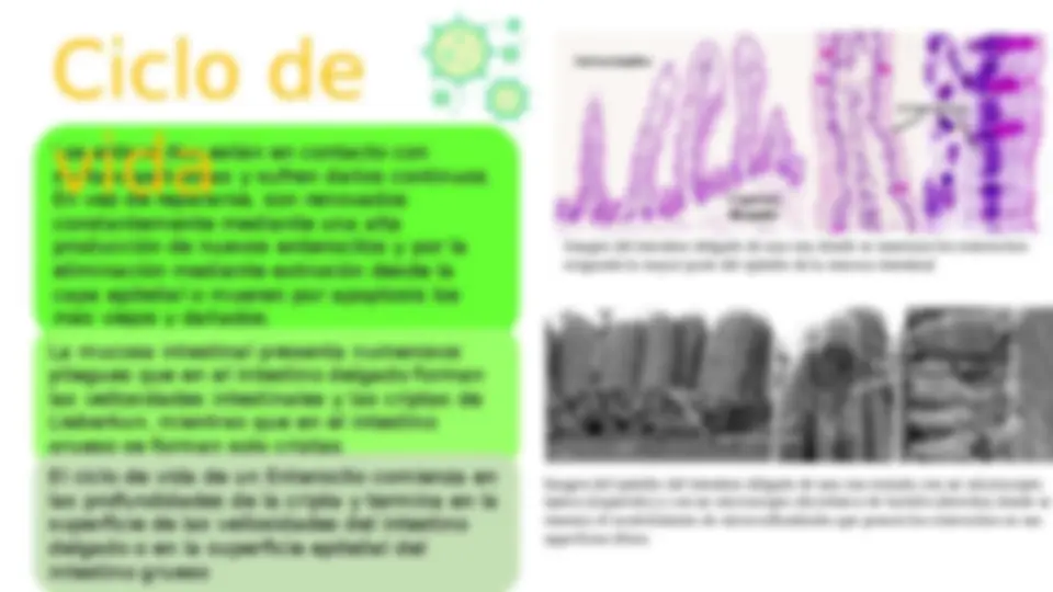 ERITROCITO morfologia Los enterocitos poseen microvellosidades en su ...