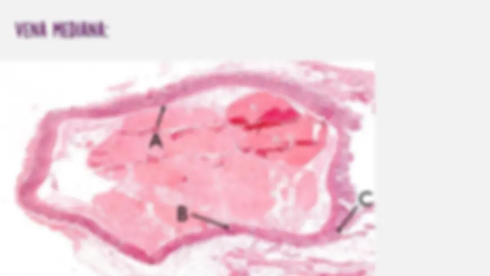 Cardiovascular - Venas | Resúmenes de Histología | Docsity
