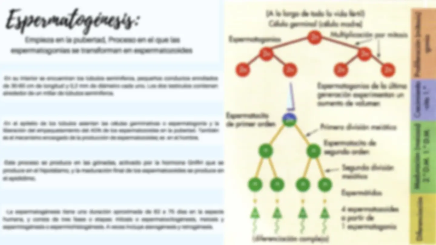 Proceso de Formación de Espermatozoides y Óvulos: Espermatogénesis y ...