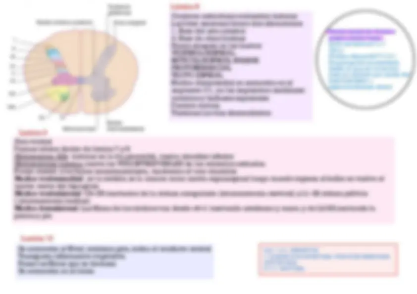 Laminación de Rexed. Anatomía | Esquemas y mapas conceptuales de ...