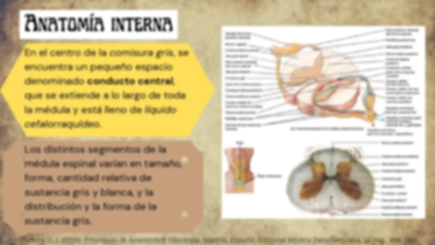 Anatomía del Sistema Nervioso Central: Cerebro, Tronco Encefálico y Médula Espinal | Esquemas y ...