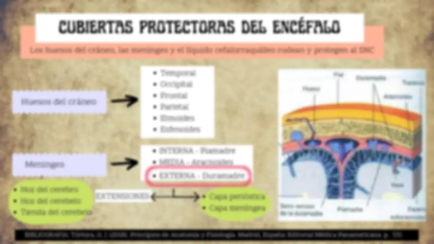 Anatomía del Sistema Nervioso Central: Cerebro, Tronco Encefálico y Médula Espinal | Esquemas y ...