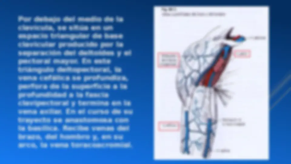 Anatomía de las Venas Superficiales del Sistema Circulatorio Humano ...