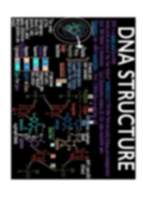 DNA Structure Notes | Study notes Biology | Docsity