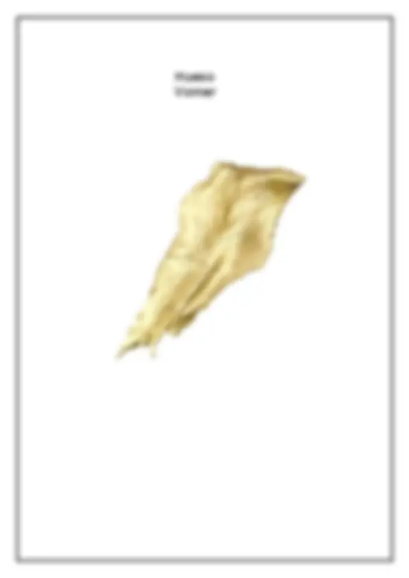 Maxilar inferior maxilar | Resúmenes de Anatomía | Docsity