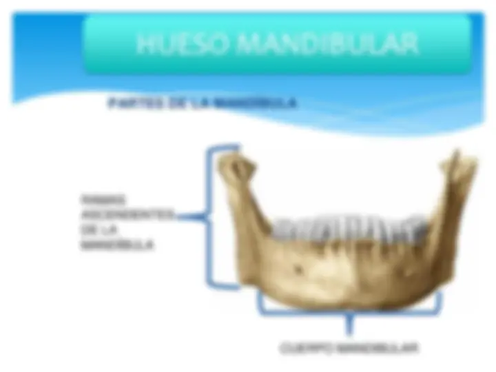 Anatomy of the Mandibular and Hyoides Bones: Characteristics, Parts ...
