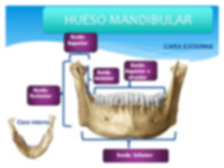 Anatomy of the Mandibular and Hyoides Bones: Characteristics, Parts ...