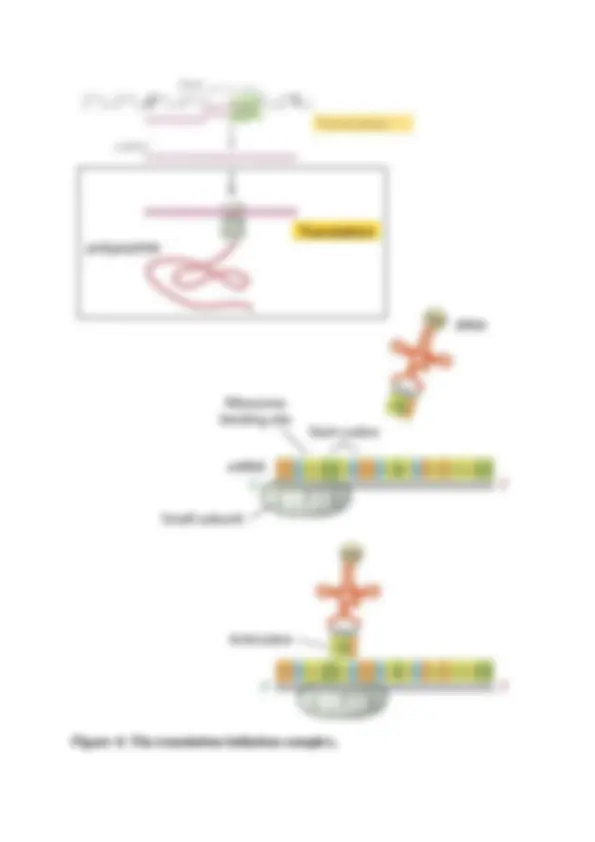 how DNA translate and how proteins are formed | Study notes Biology ...