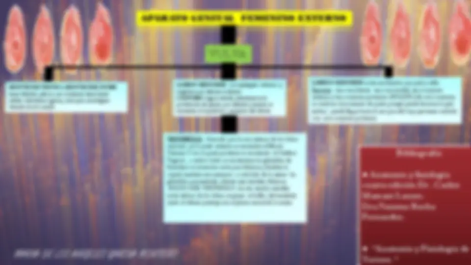 Esquemas del Aparato Reproductor Femenino: Órganos Internos y Externos ...