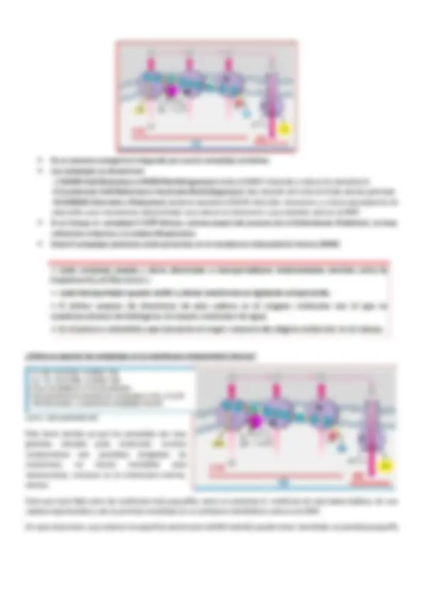 Proceso de la Cadena de Transporte de Electrones y Fosforilación ...