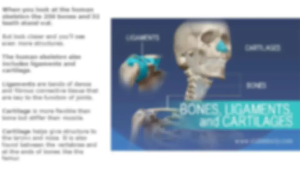 Skeleton system | Slides Biology | Docsity