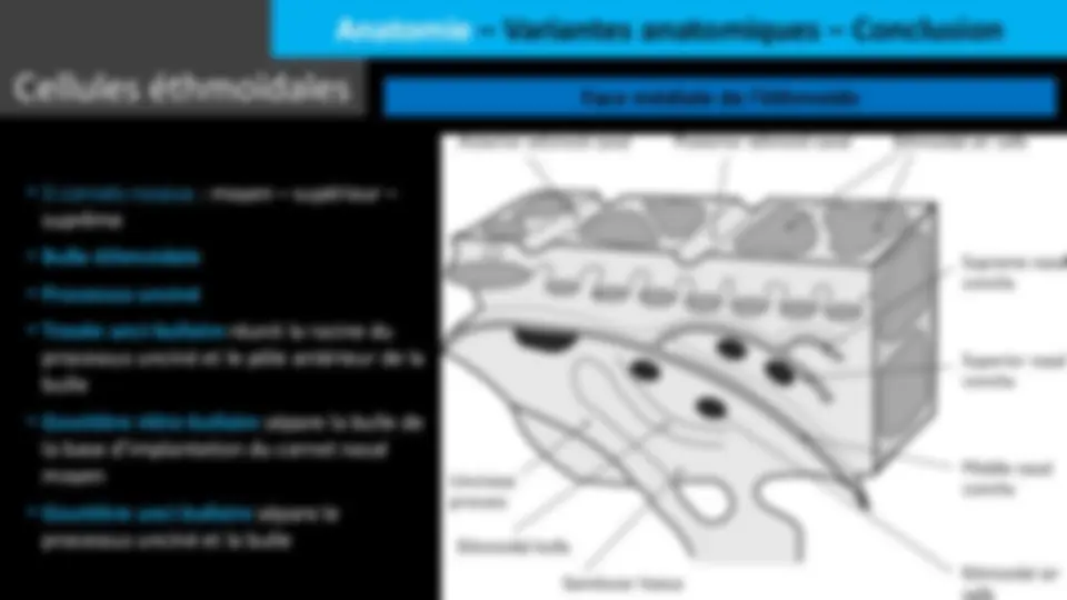 Variantes anatomiques des sinus de la face | Schémas Anatomie | Docsity